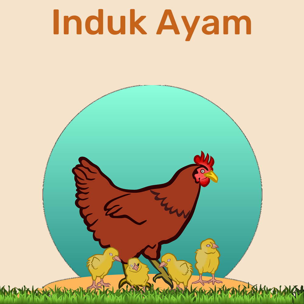 Induk Ayam